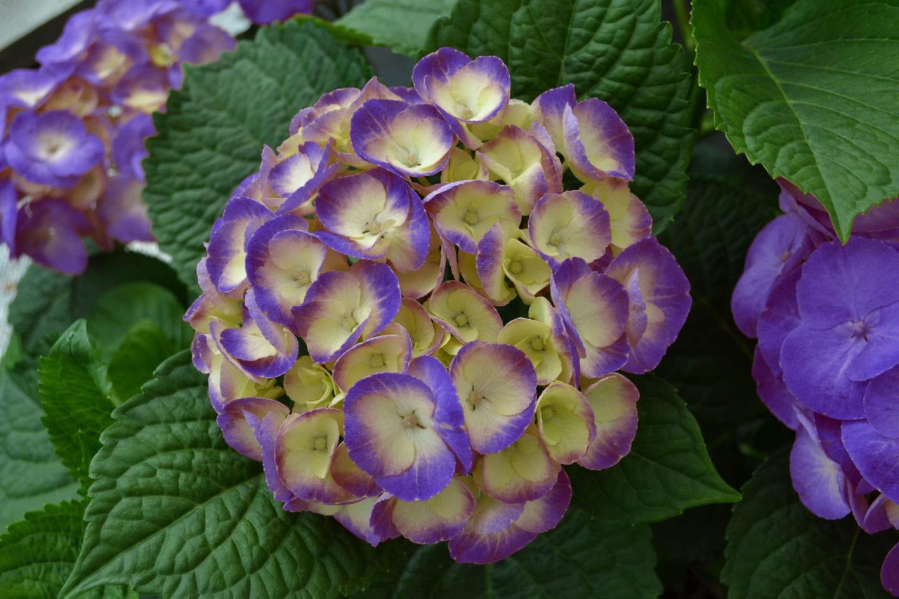 Home | hydrangearembrandt