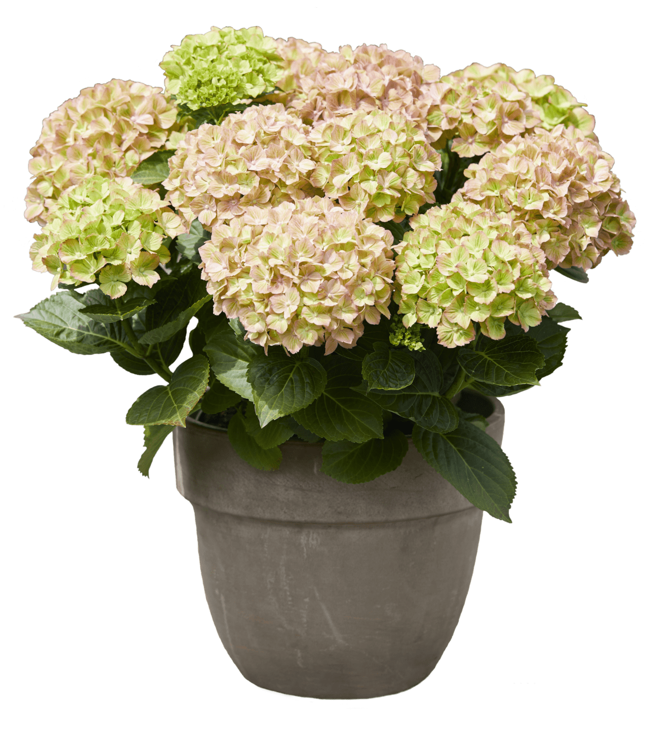 Indoor | hydrangearembrandt